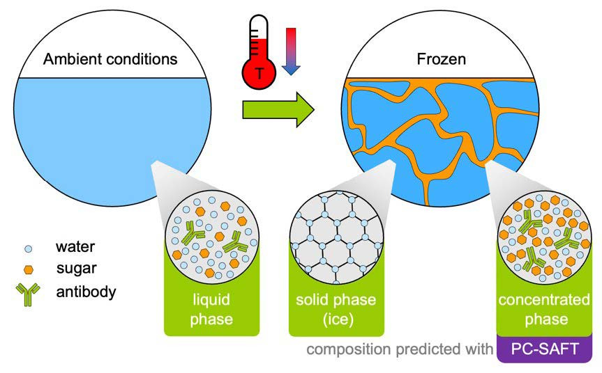 Predicting the phase behavior during freeze-drying of ...